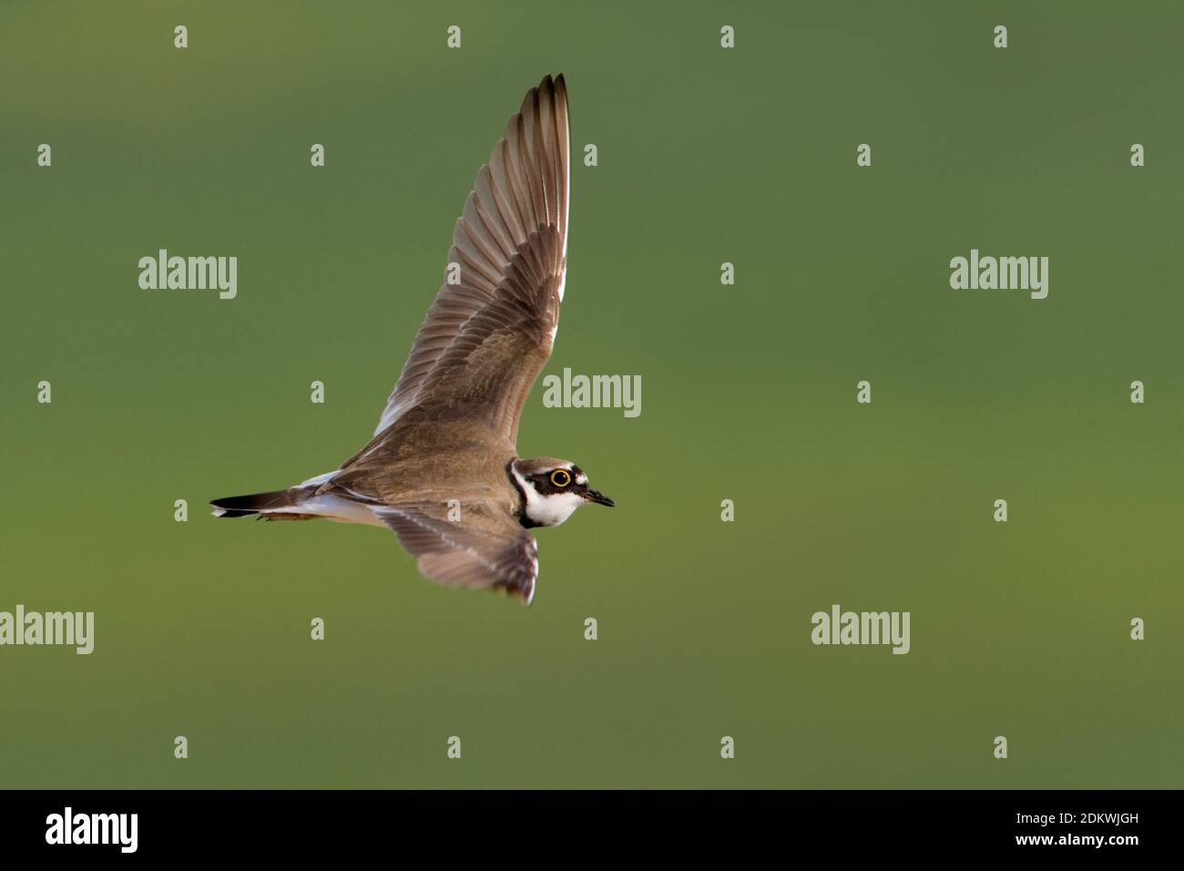 Little Ringed Plover adult flying; Kleine Plevier volwassen vliegend ...