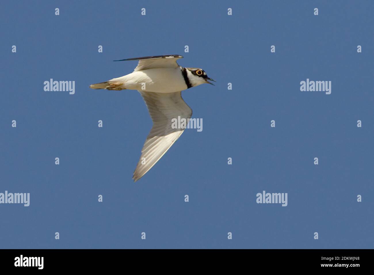 Kleine Plevier in vlucht; Little Ringed Plover in flight Stock Photo ...