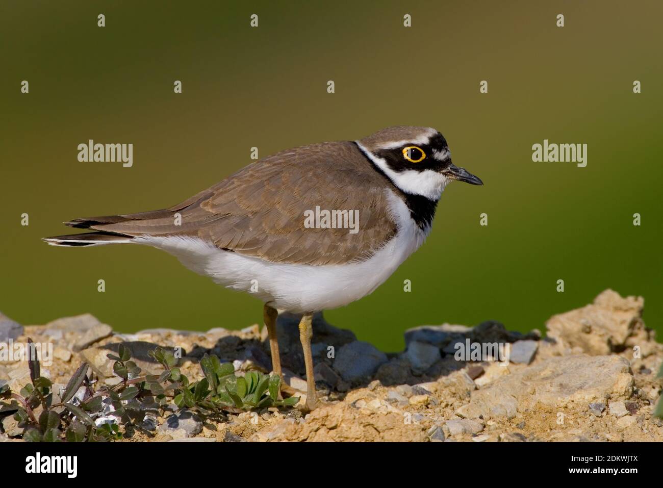 Kleine Plevier in zit; Little Ringed Plover on the ground Stock Photo ...