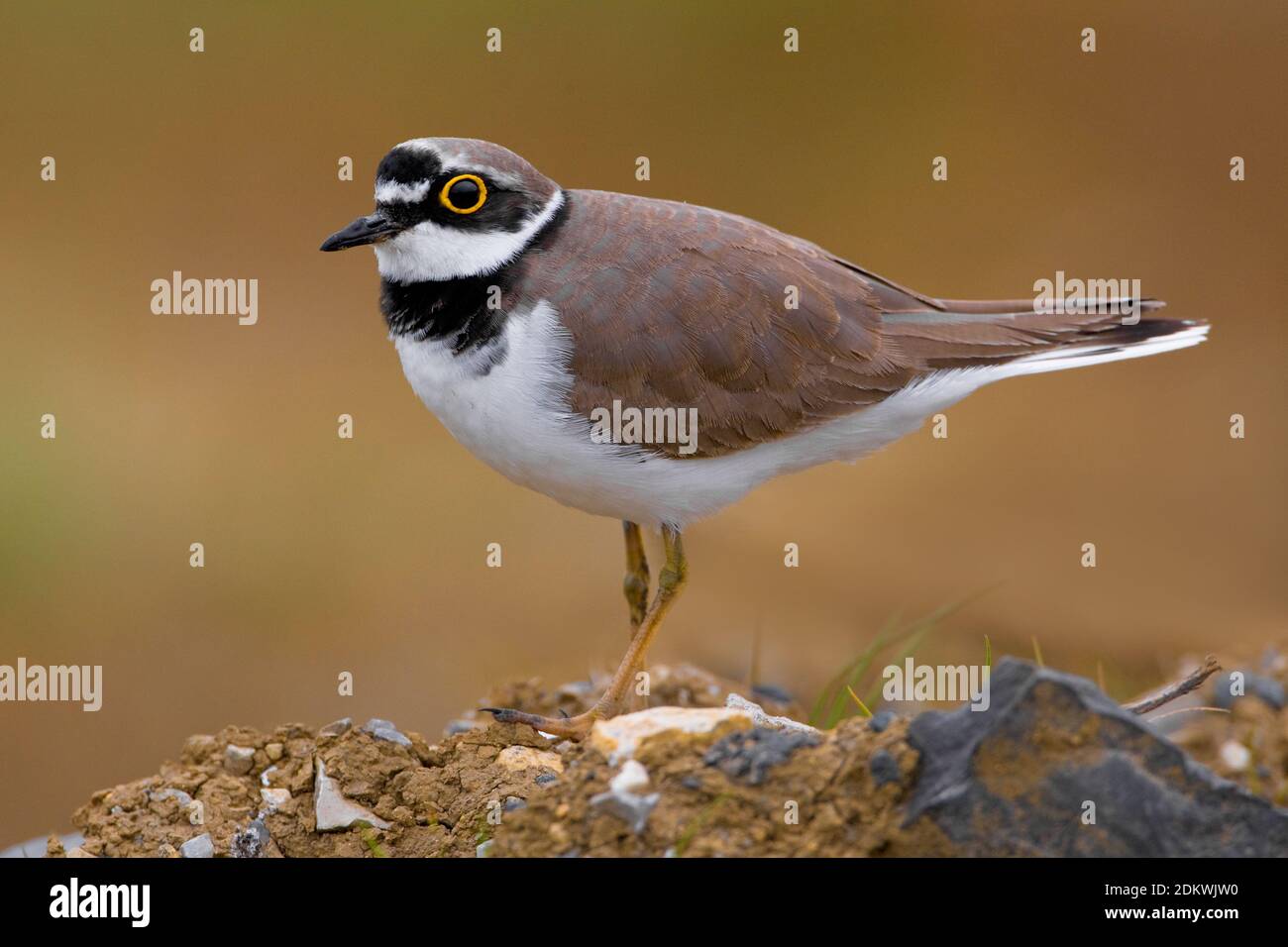 Kleine Plevier in zit; Little Ringed Plover on the ground Stock Photo ...