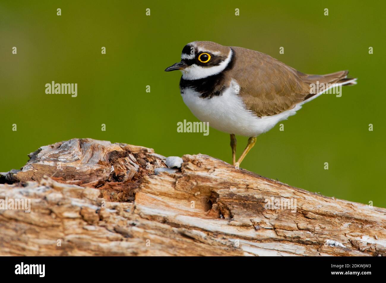 Kleine Plevier in zit; Little Ringed Plover on the ground Stock Photo ...