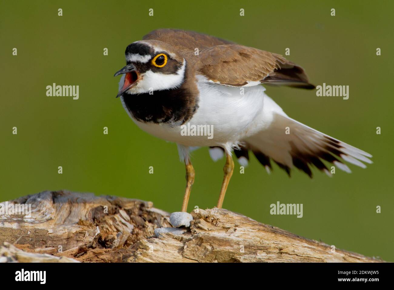 Kleine Plevier in zit; Little Ringed Plover on the ground Stock Photo ...