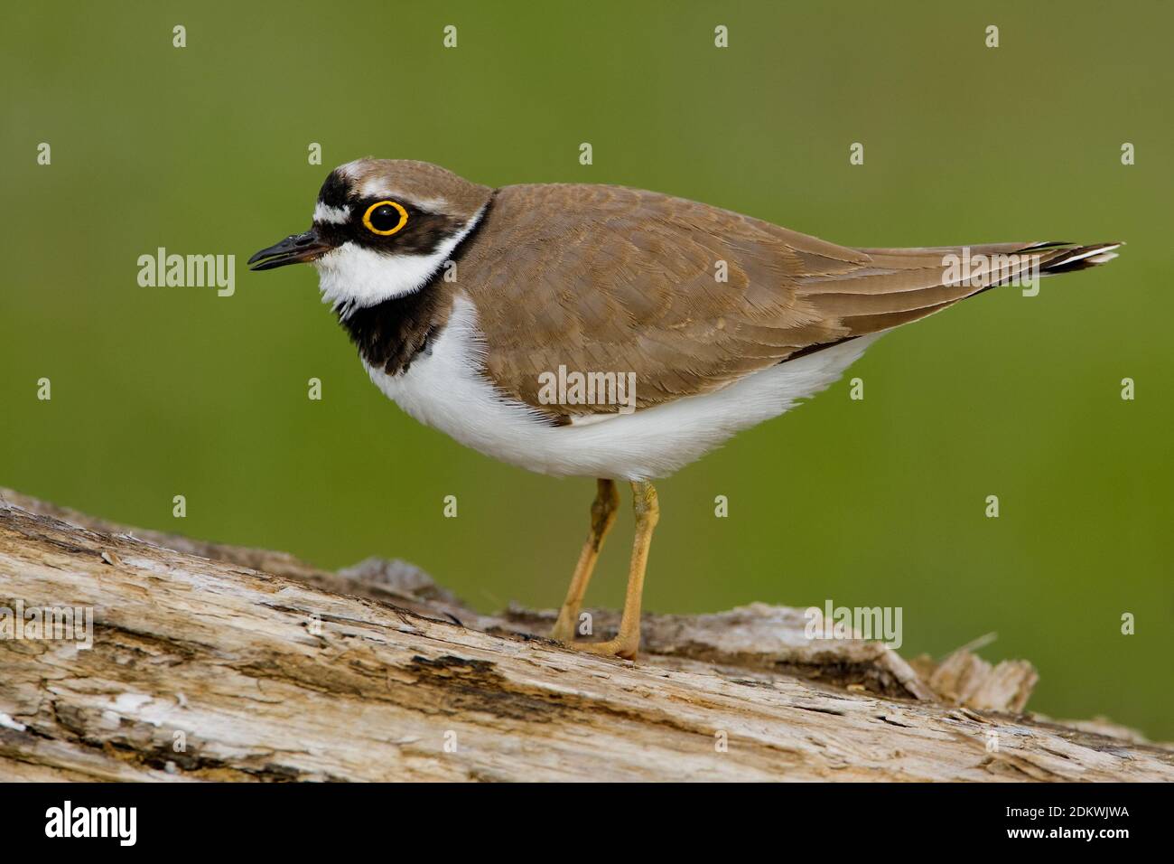 Kleine Plevier in zit; Little Ringed Plover on the ground Stock Photo ...