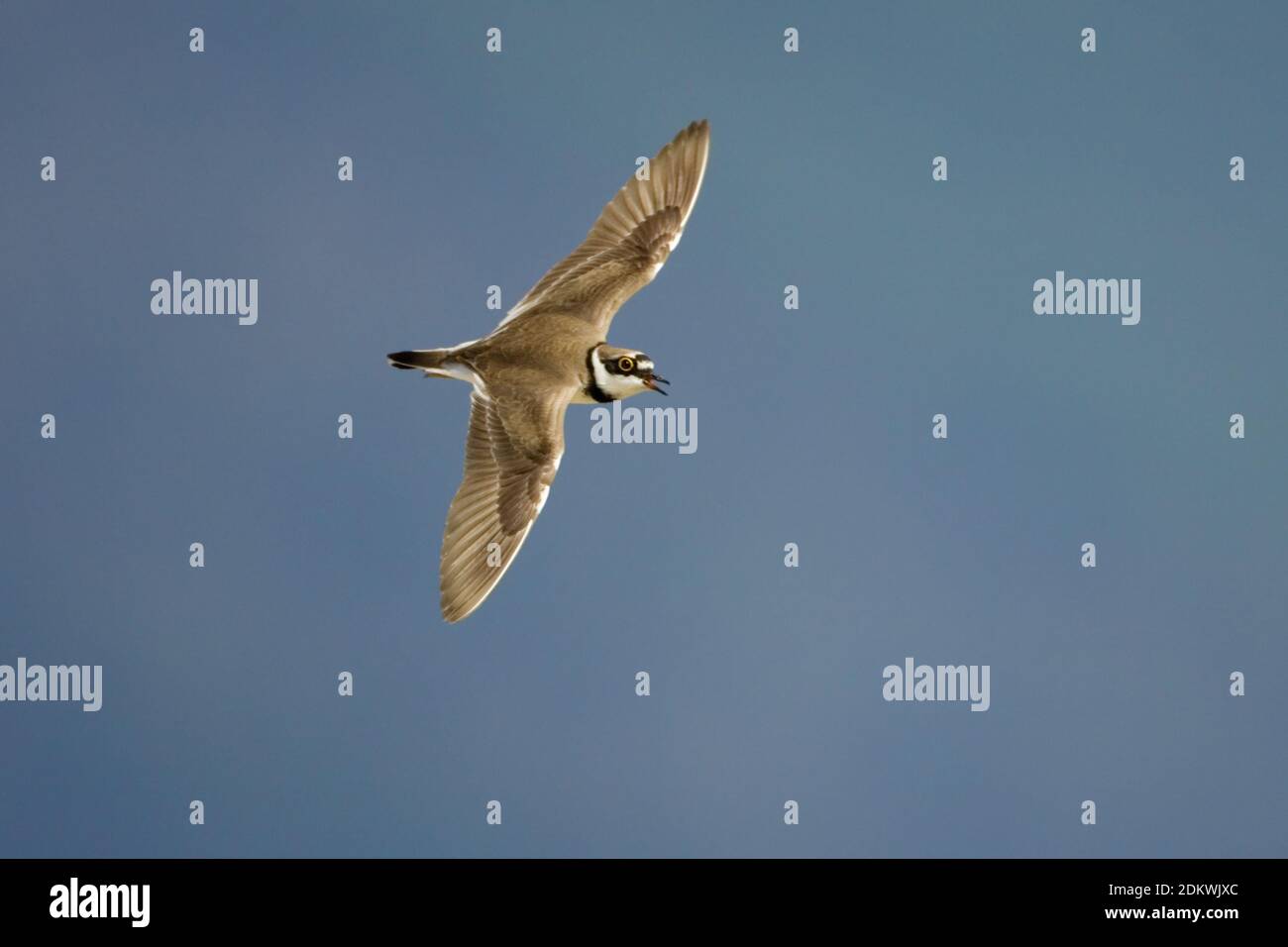 Little Ringed Plover adult flying; Kleine Plevier volwassen vliegend ...