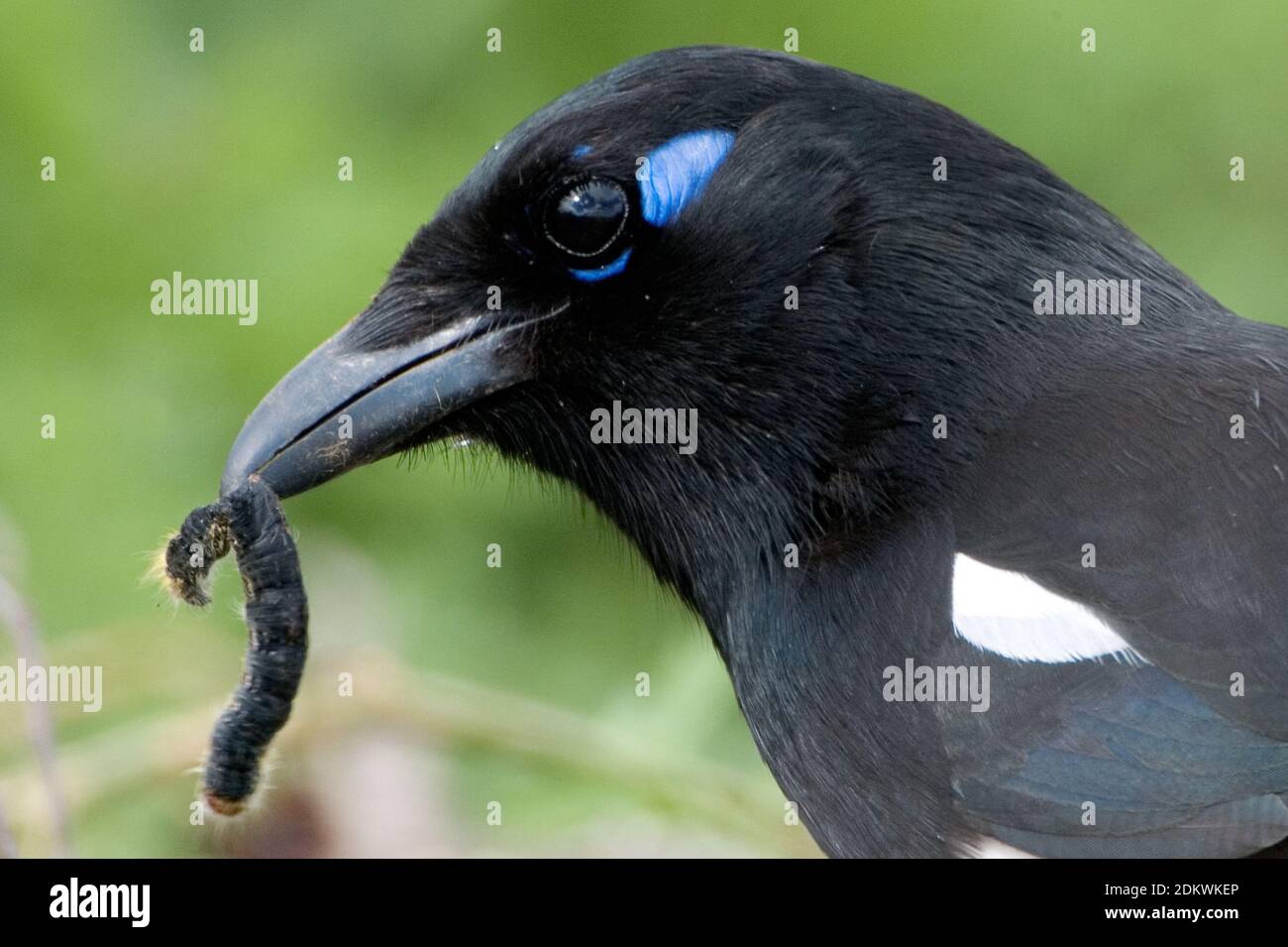 Species of maghreb hi-res stock photography and images - Alamy