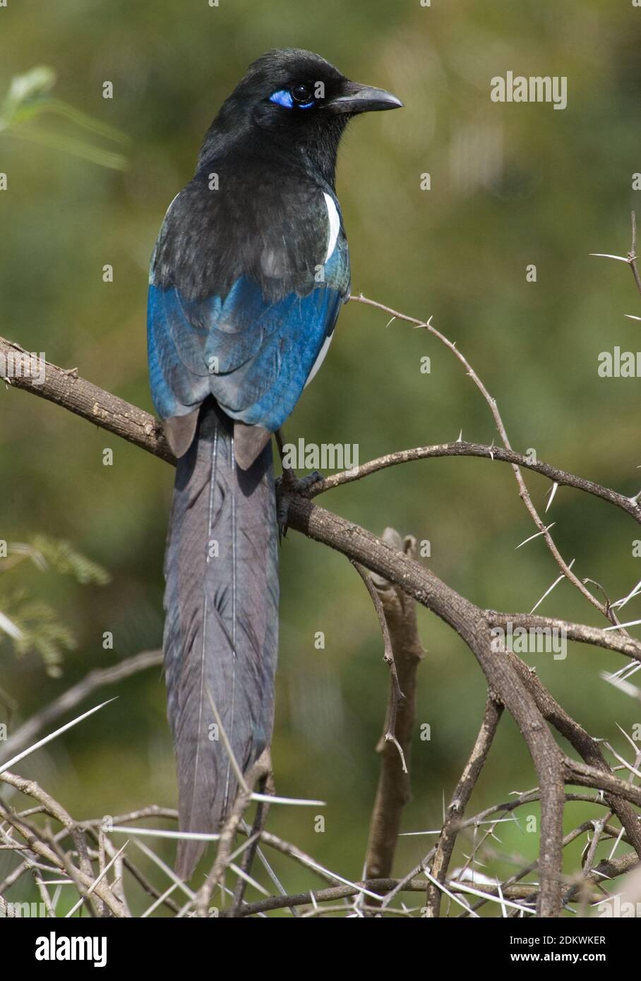 Species of maghreb hi-res stock photography and images - Alamy