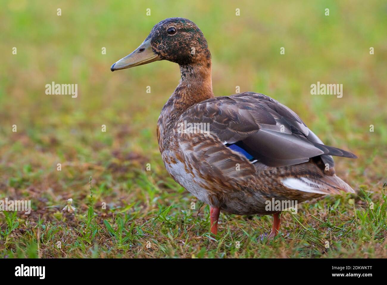 Mannetje Wilde Eend in eclipskleed; Male Mallard in eclips Stock Photo ...