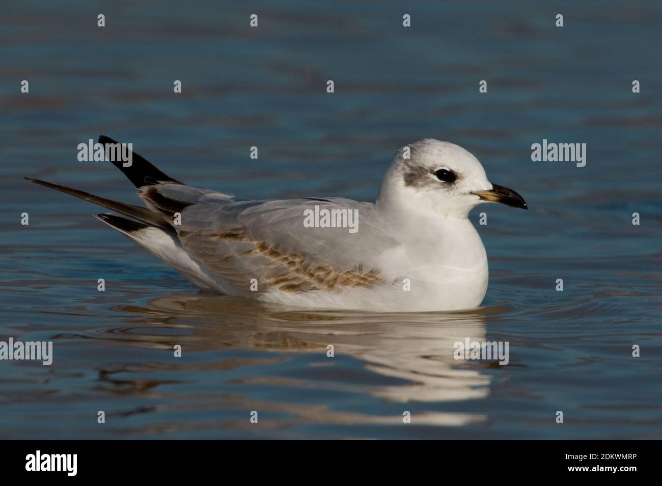 Onvolwassen Zwartkopmeeuw in zee; Immature Mediterranean Gull at sea ...