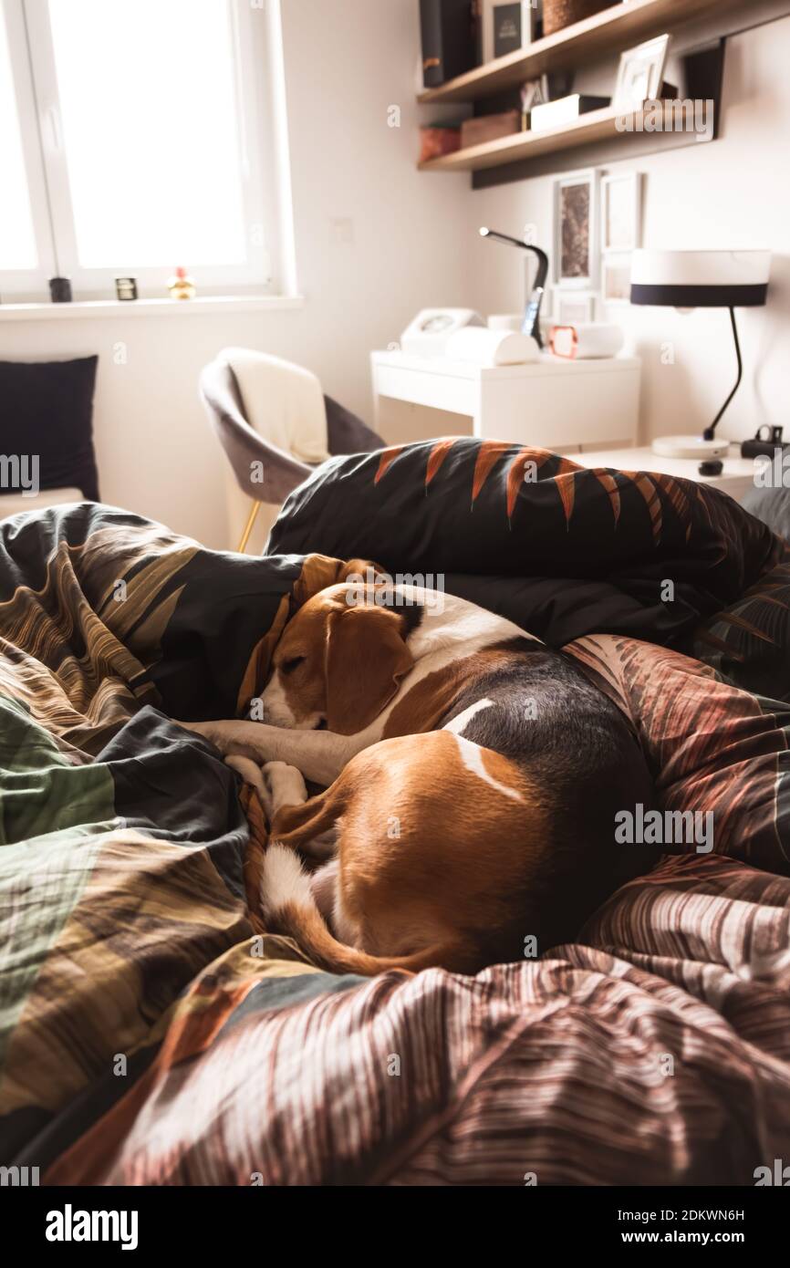 Beagle dog laying on bed hi-res stock photography and images - Alamy