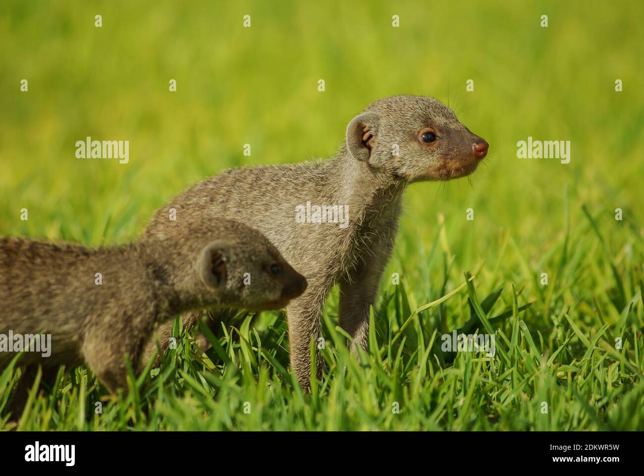 Mongoose side on hi-res stock photography and images - Alamy