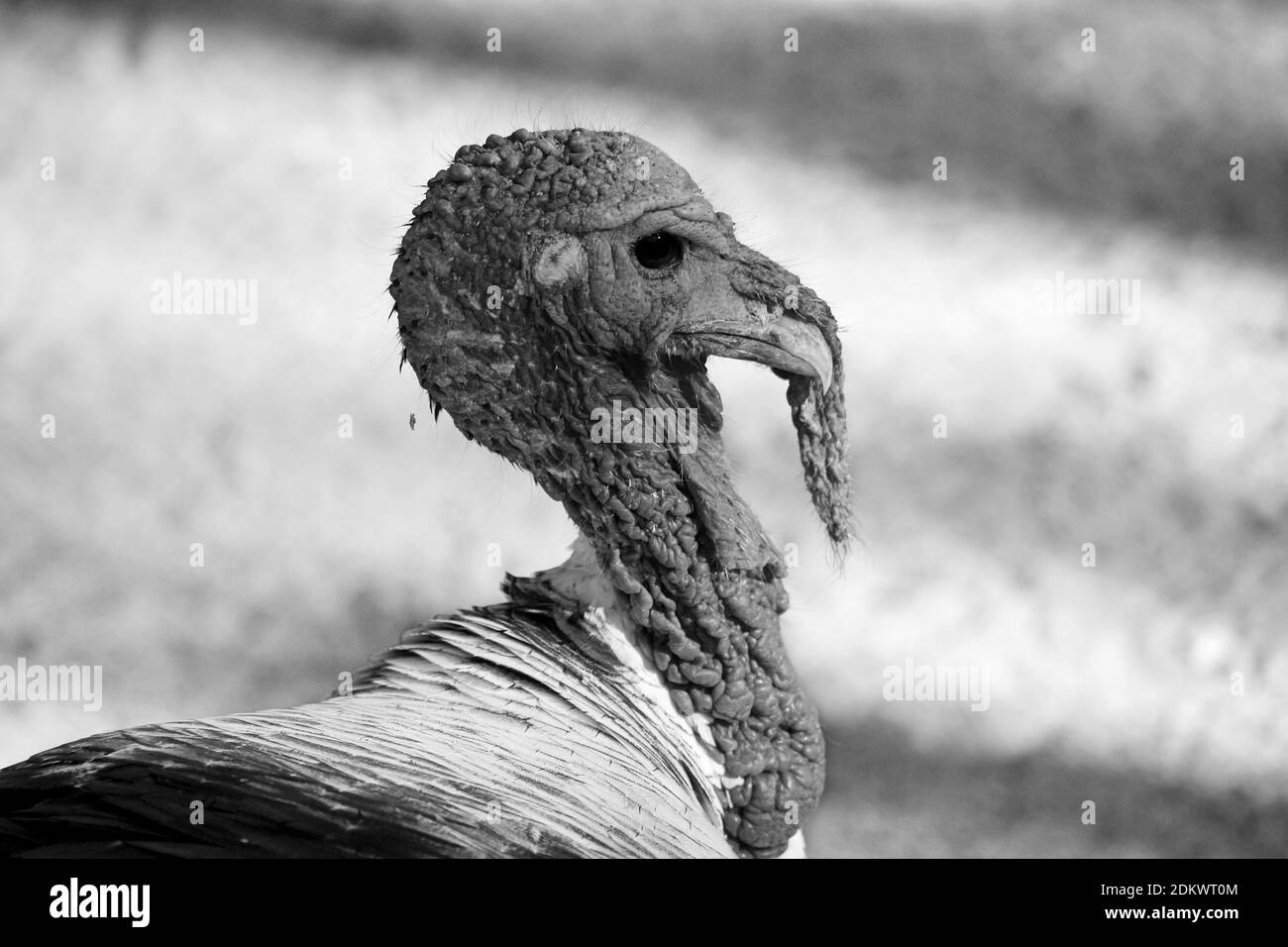 Wild turkey looking up Black and White Stock Photos & Images - Alamy