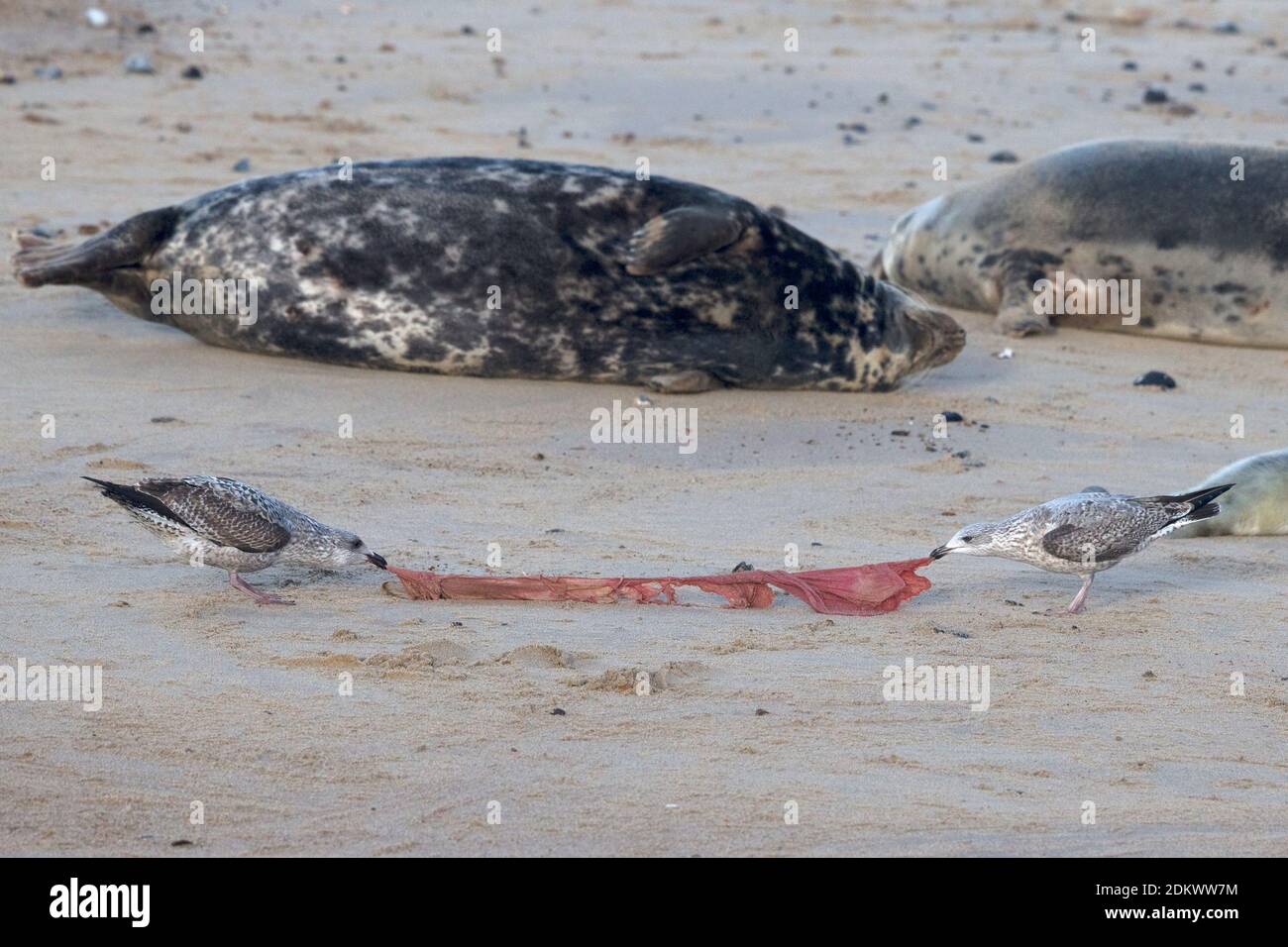 Placenta animals hi-res stock photography and images - Alamy
