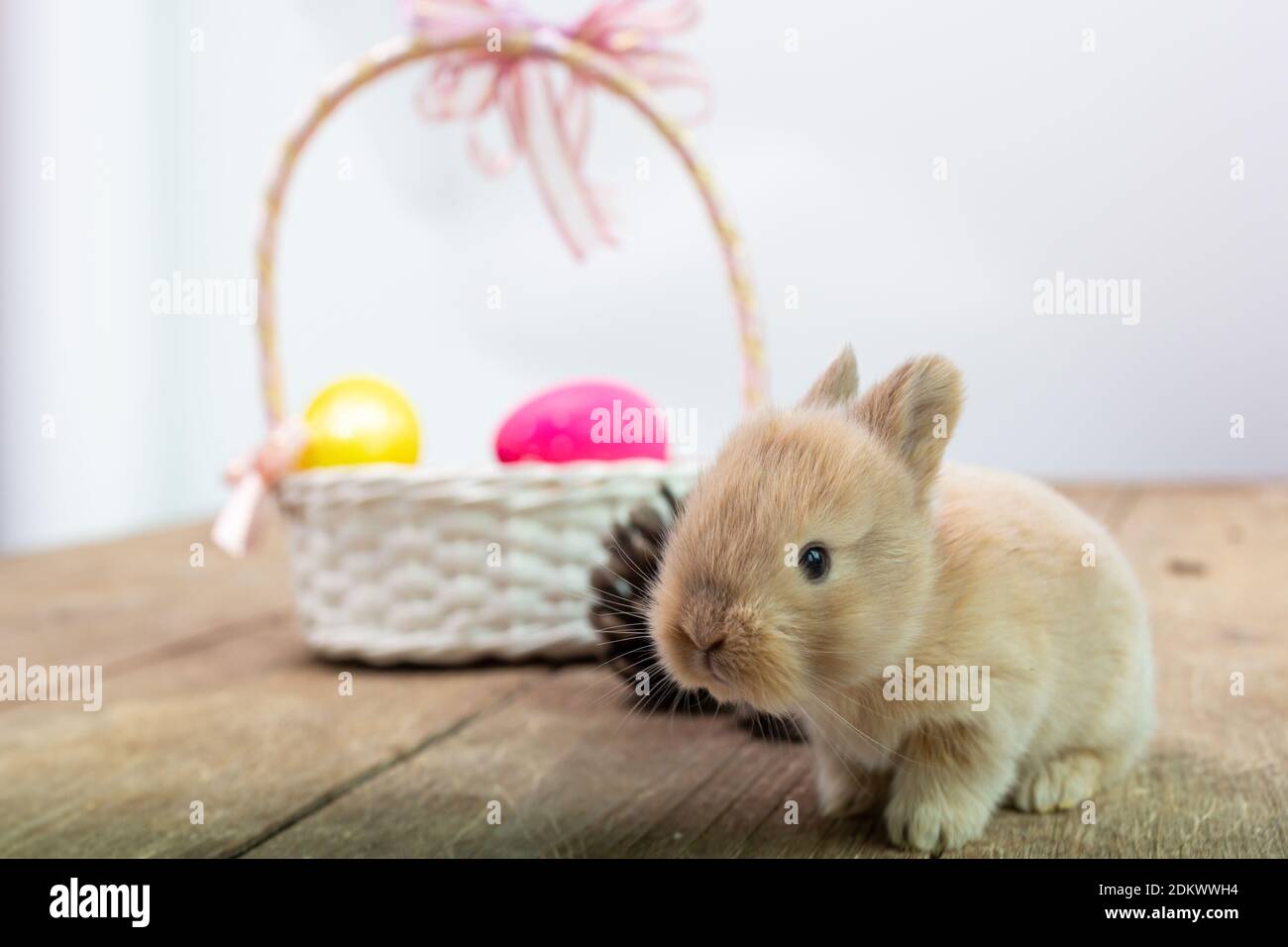 Japan easter egg hi-res stock photography and images - Alamy