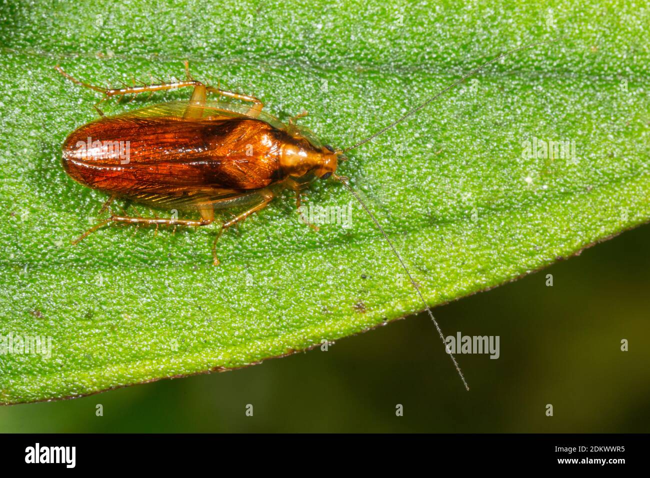 Cockroach in montane rainforest in the Cordillera del Condor, the ...