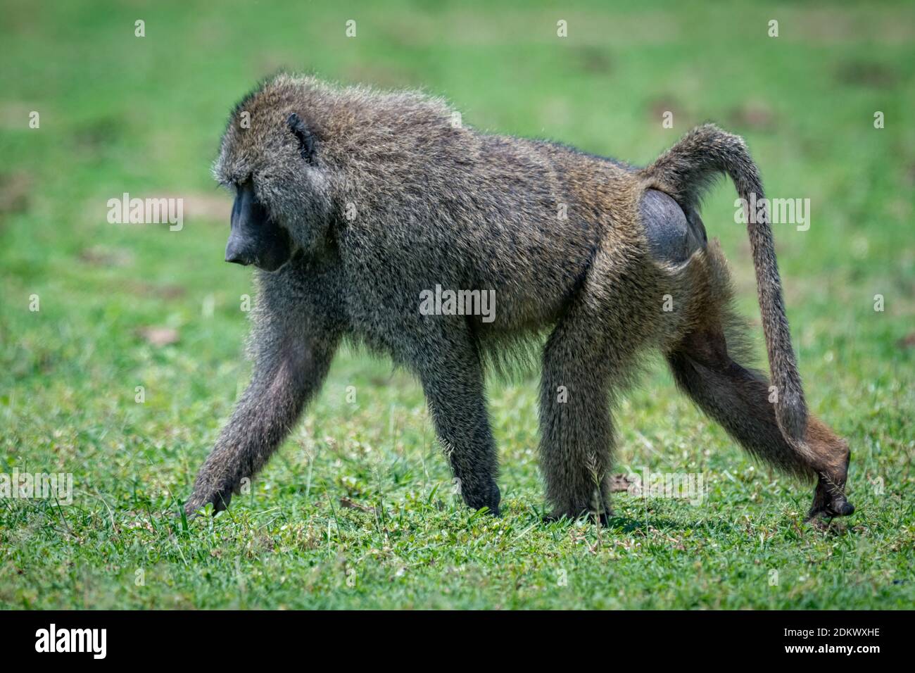 Baboon tail plant hi-res stock photography and images - Alamy