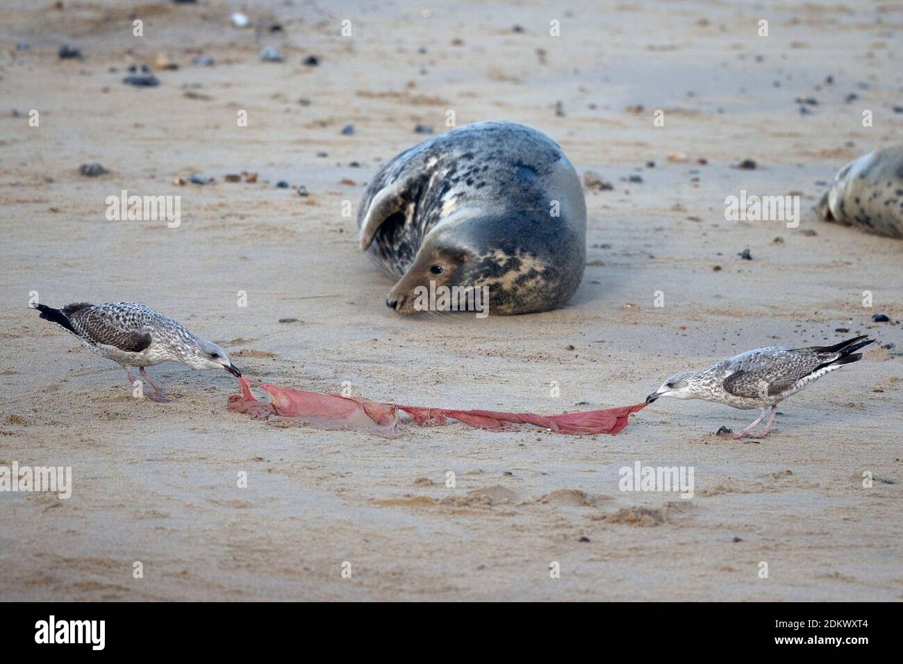 Placenta animals hi-res stock photography and images - Alamy