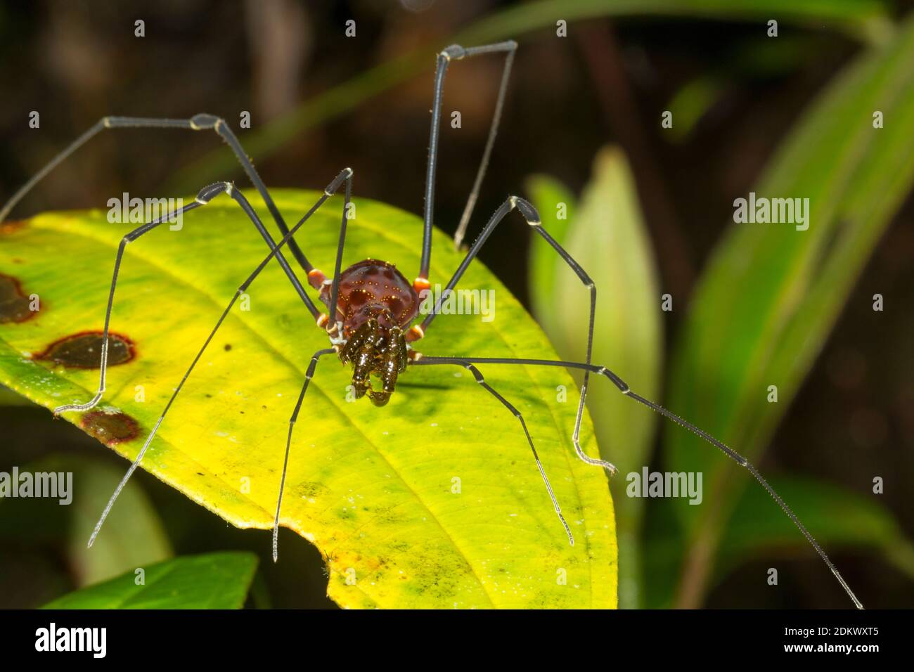 Harvestman spider hi-res stock photography and images - Alamy