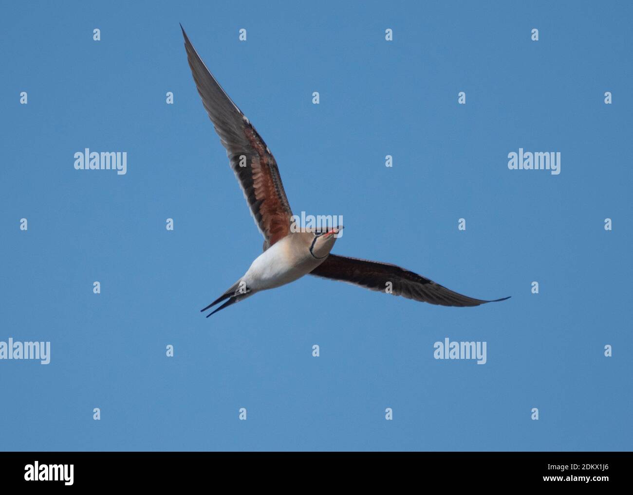 Pratincole collared (Glareola pratincola), in flight, Danube Delta ...