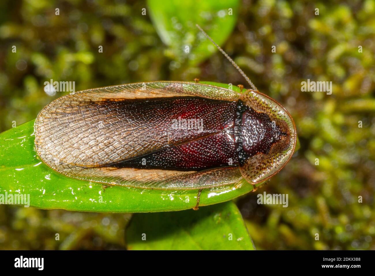 A distinctly patternred cockroach in montane rainforest in the ...