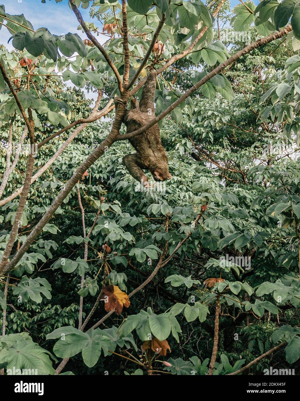 Sloth hanging on tree hi-res stock photography and images - Alamy