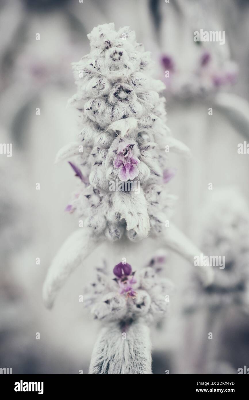 Flower Stachys byzantina close-up, stylized Stock Photo - Alamy