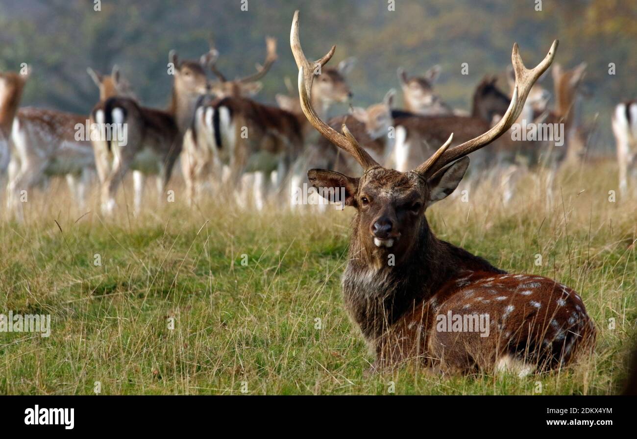 Sika deer male uk hi-res stock photography and images - Alamy