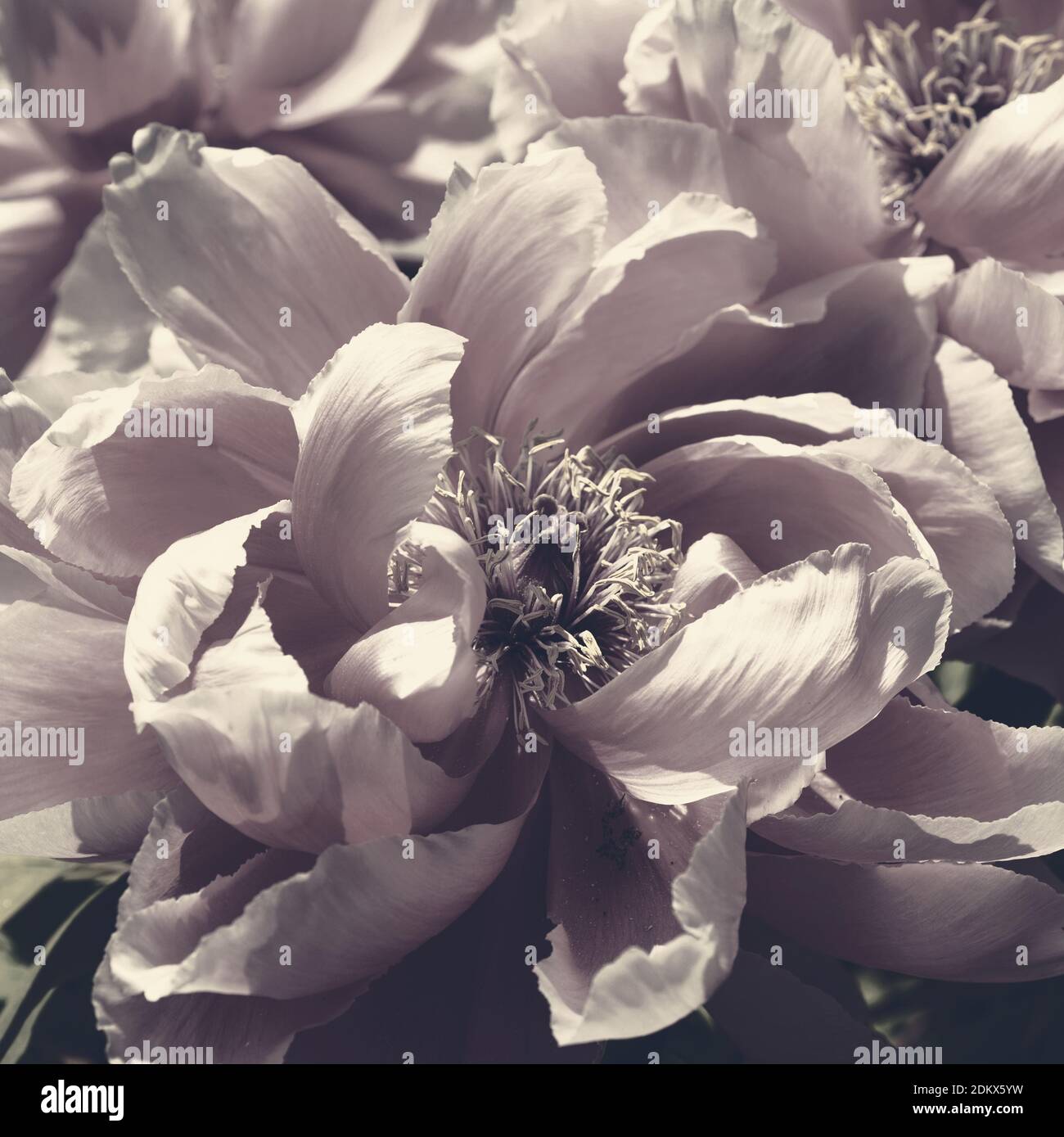 Peony flower close up, stylized Stock Photo - Alamy