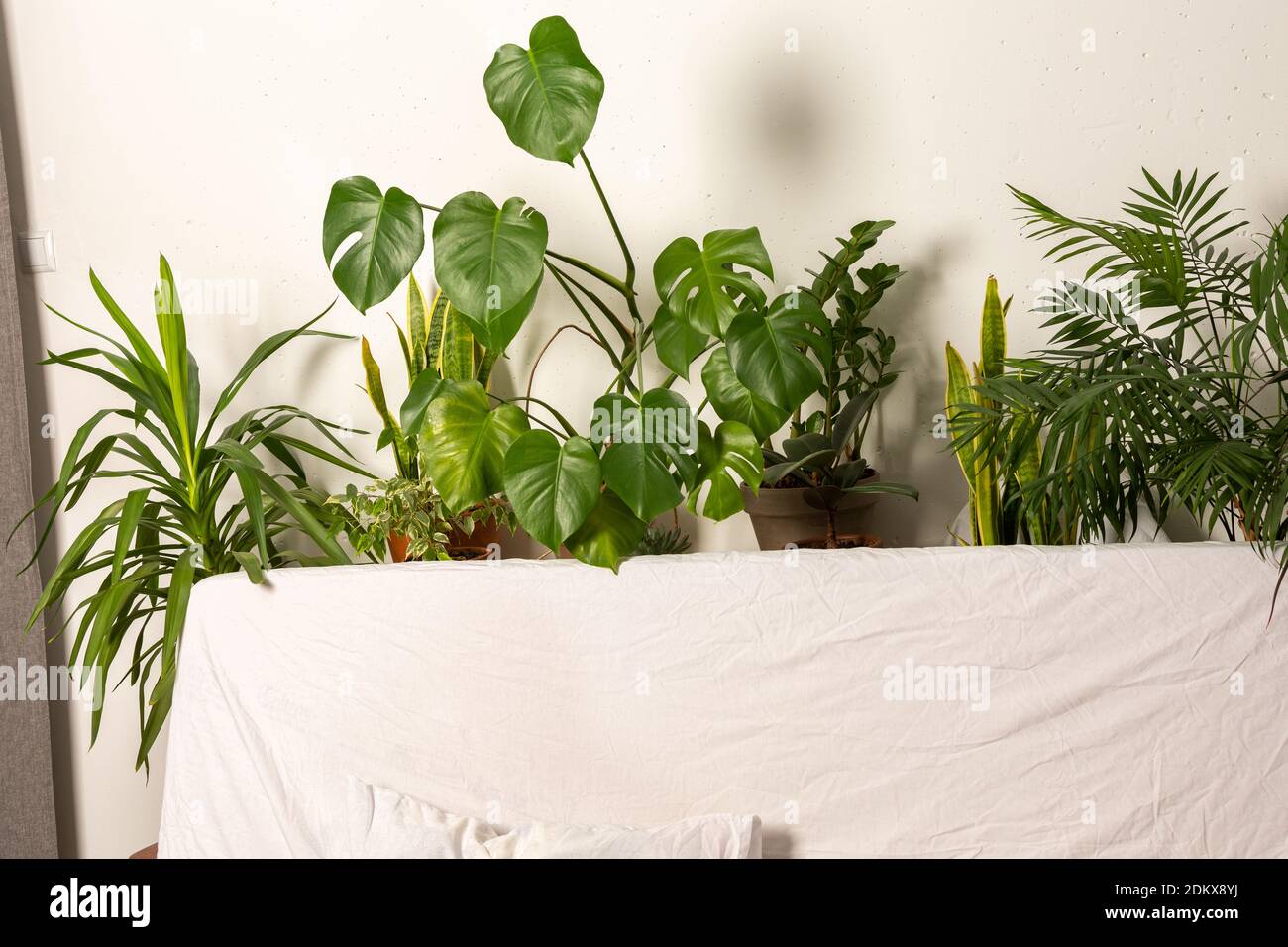 Green house plants behind the sofa, part of the interior, healthy space ...
