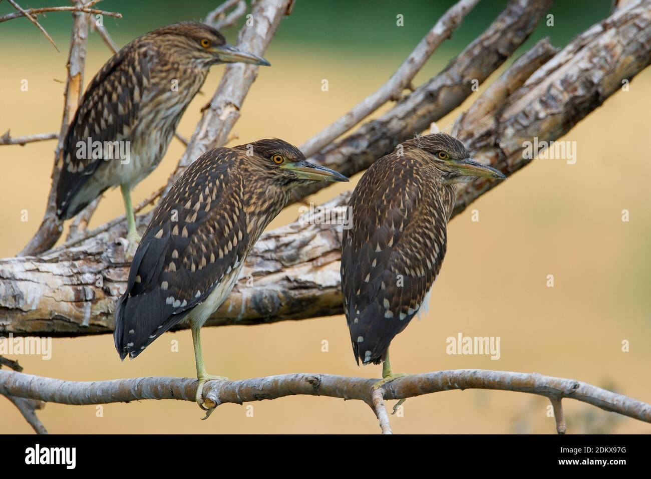 Kwak onvolwassen zittend op tak; Black-crowned Night Heron juvenile ...