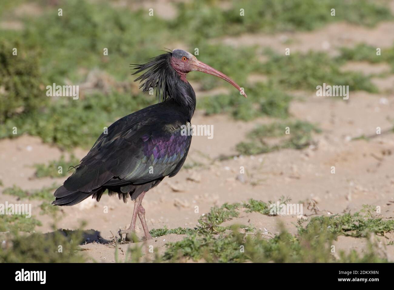 Northern Bald Ibis adult walking; Heremietibis volwassen lopend Stock ...