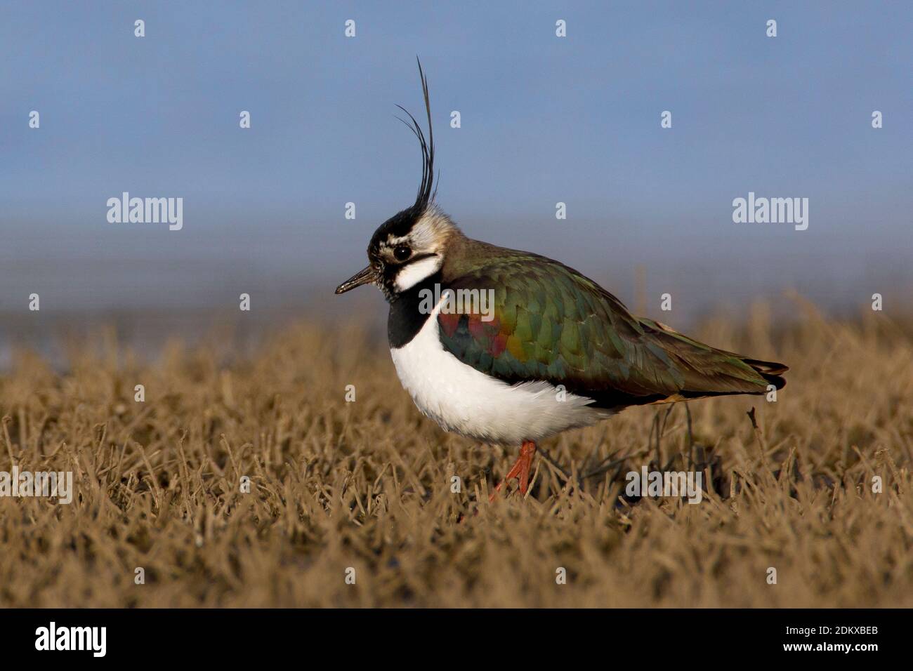 Kievit in nat veld; Northern Lapwing in wet grass Stock Photo - Alamy