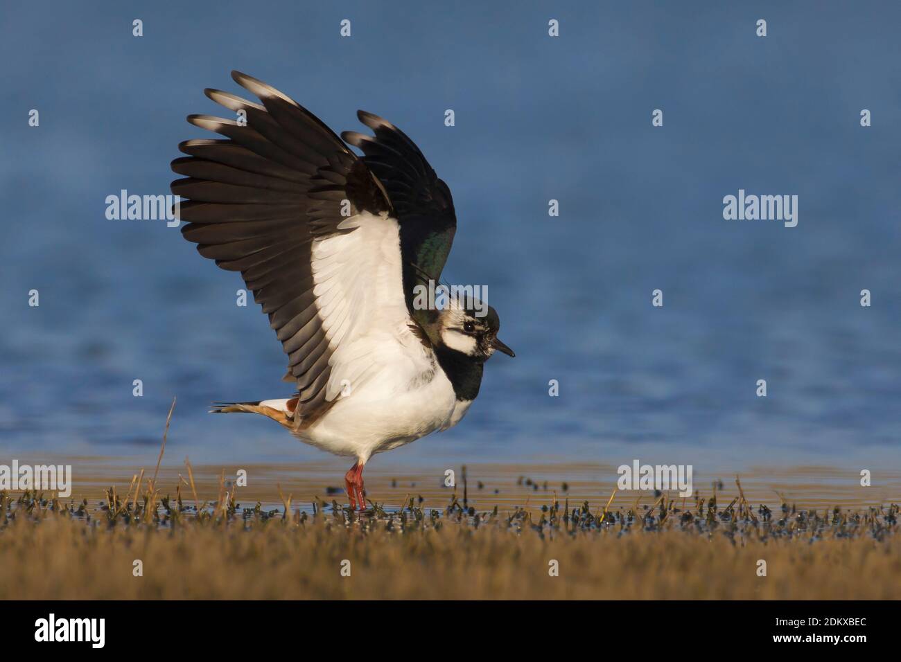 Kievit in nat veld; Northern Lapwing in wet grass Stock Photo - Alamy