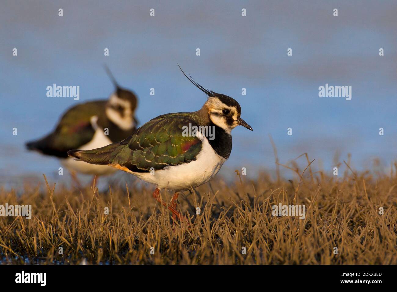 Kievit in nat veld; Northern Lapwing in wet grass Stock Photo - Alamy
