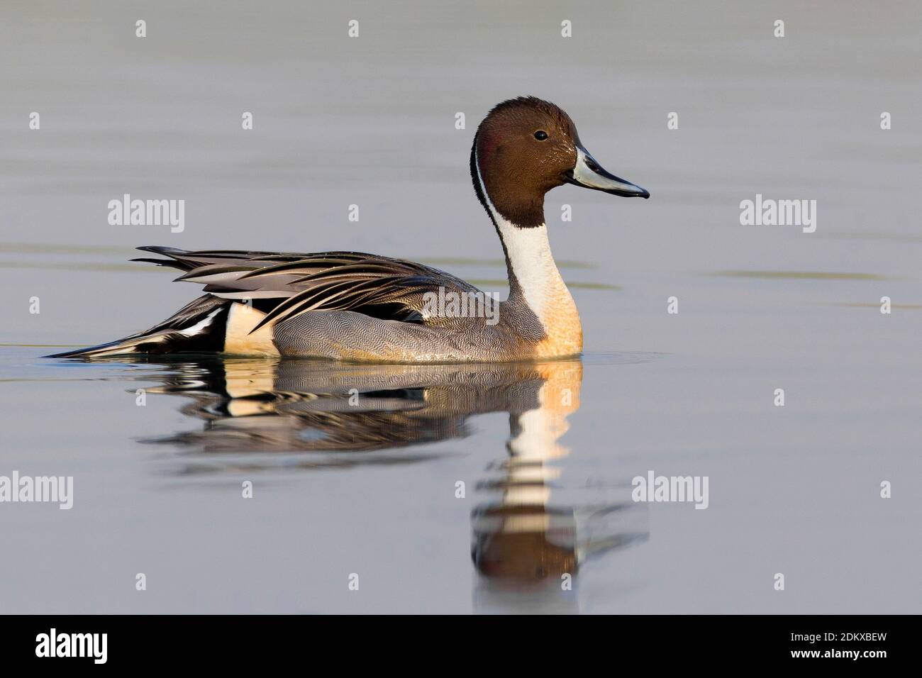 Zwemmend mannetje Pijlstaart; Swimming male Northern Pintail Stock ...