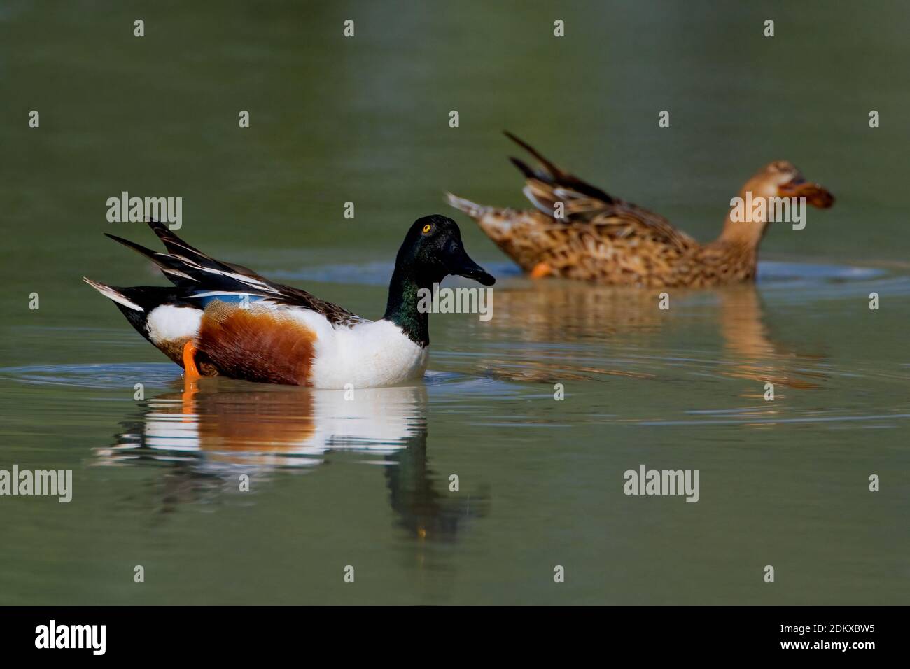 Slobeenden hi-res stock photography and images - Alamy