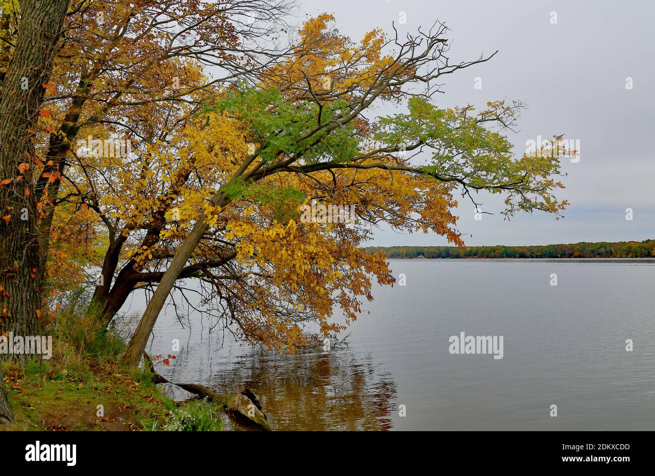 Trees in fall colors leaning over a lake edge on a cloudy day Stock ...