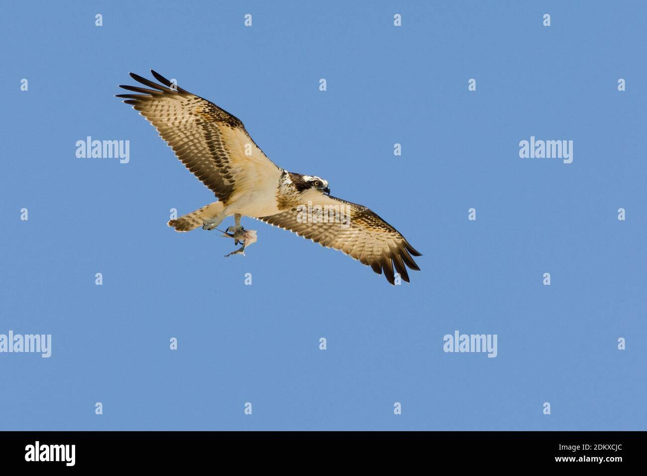 Visarend in vlucht; Osprey in flight Stock Photo - Alamy