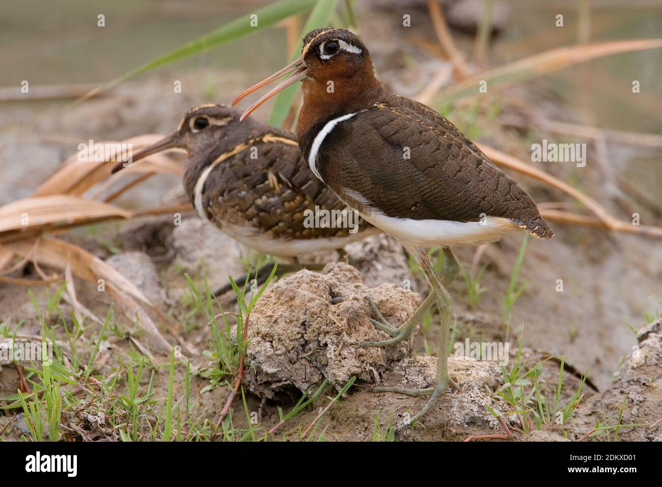 Paartje Goudsnippen; Pair of Greater Painted Snipes Stock Photo - Alamy
