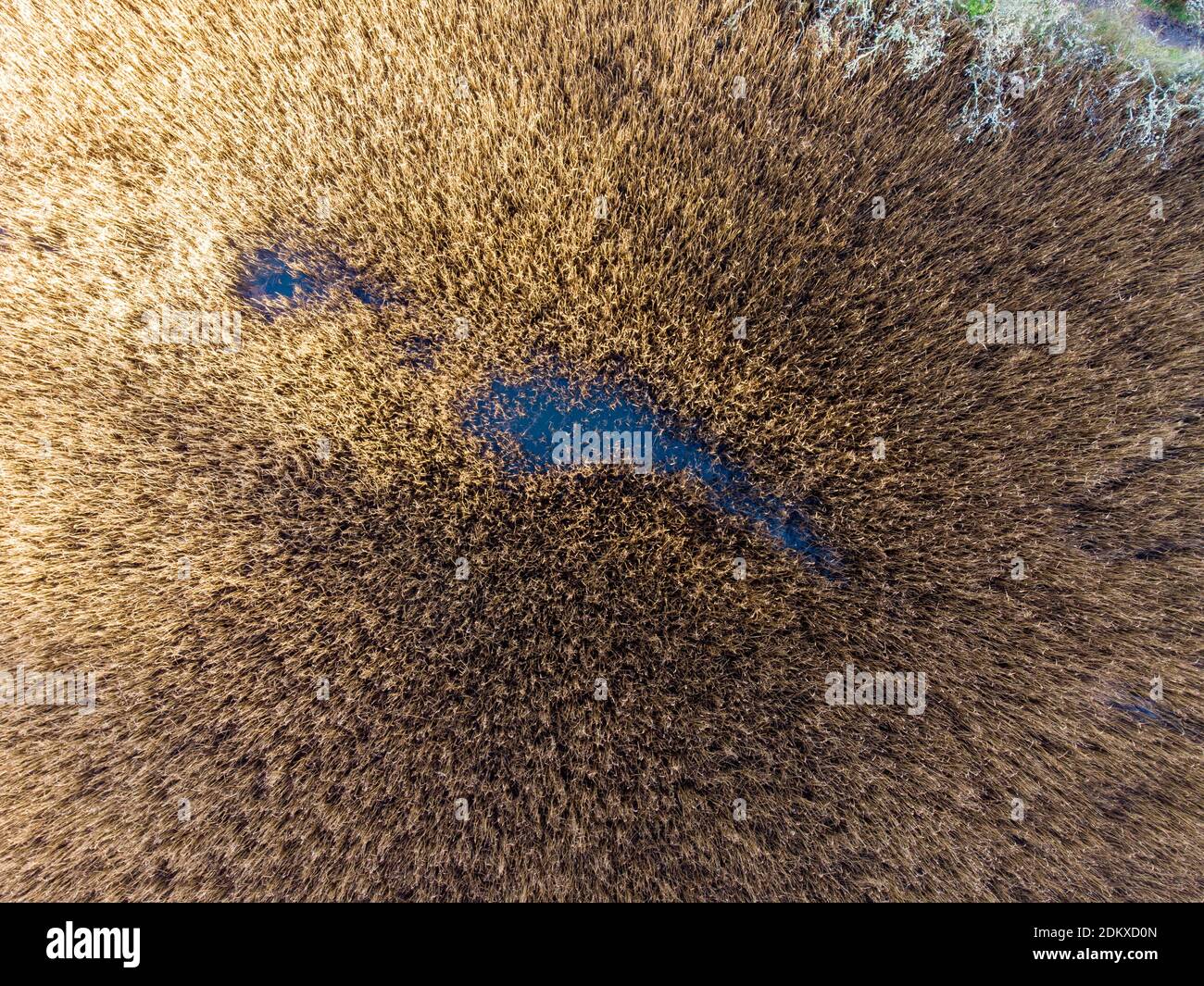 Reed bed texture hi-res stock photography and images - Alamy