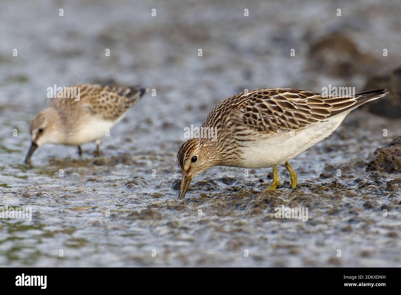 Pectoral sandpiper europe hi-res stock photography and images - Alamy
