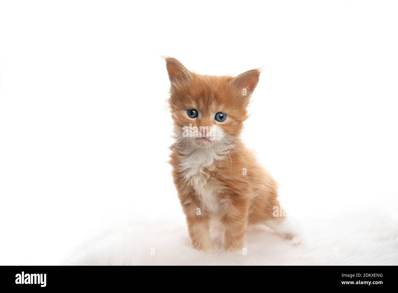 studio portrait of a cute 5 week old ginger maine coon kitten isolated ...