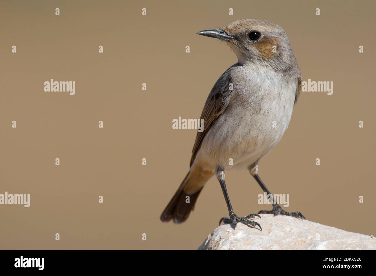 Vrouwtje Arabische Tapuit; Female South Arabian Wheatear Stock Photo ...