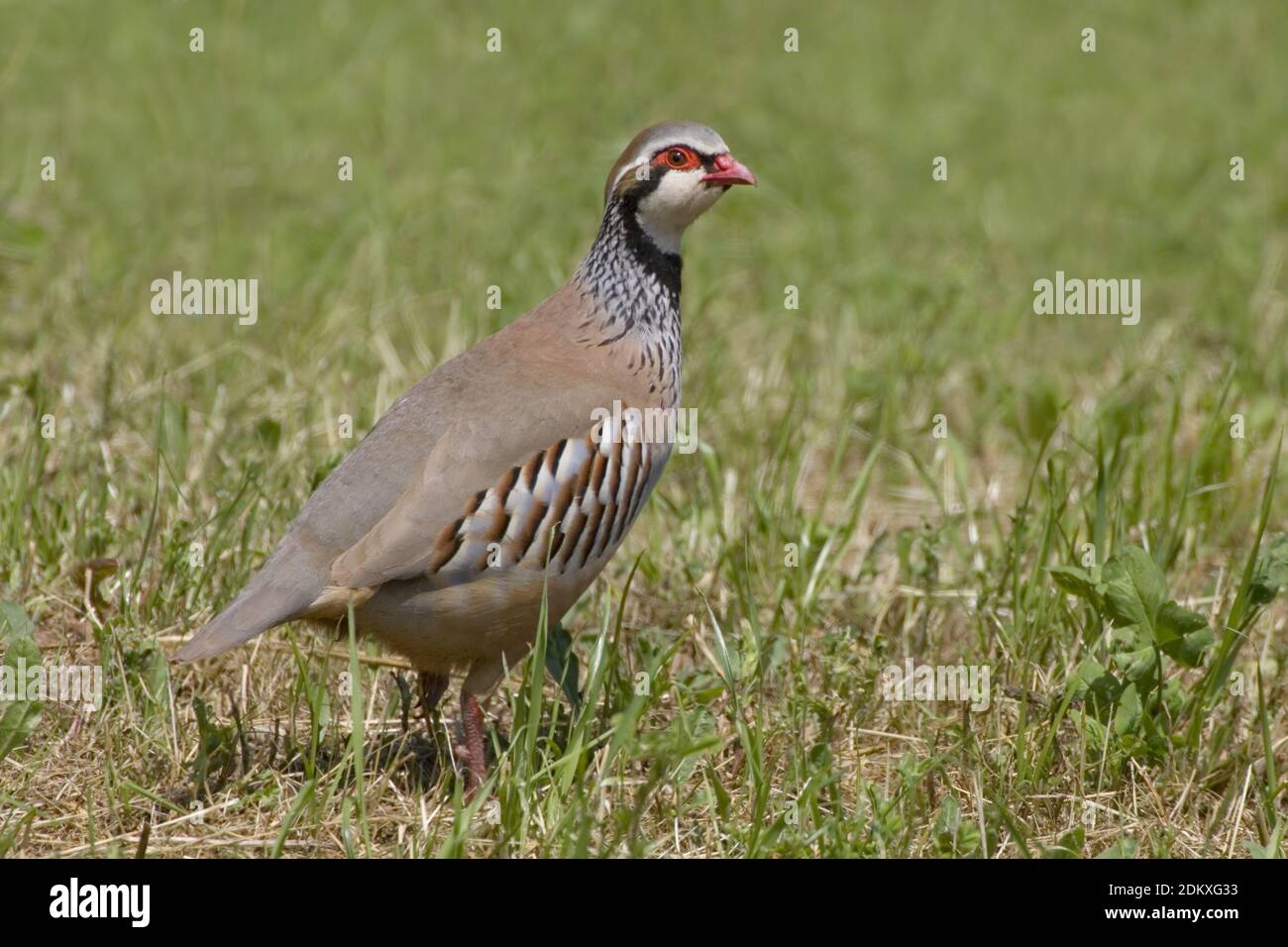 Red-legged Partridge in grassfield, Rode Patrijs grasveld Stock Photo ...
