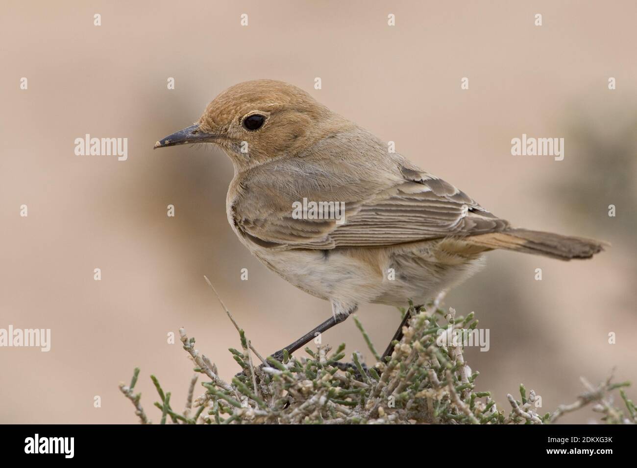 Red-rumped Wheatear female perched on small bush, Roodstuittapuit ...