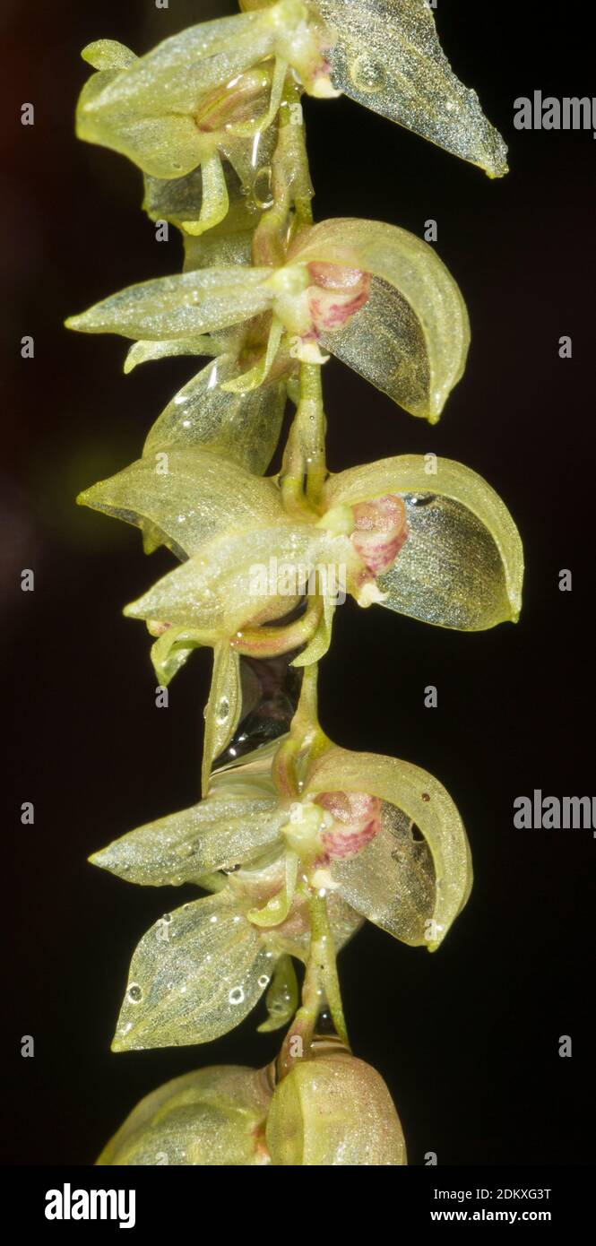 Pleurothallis sp., a micro orchid flowering in mossy montane rainforest ...