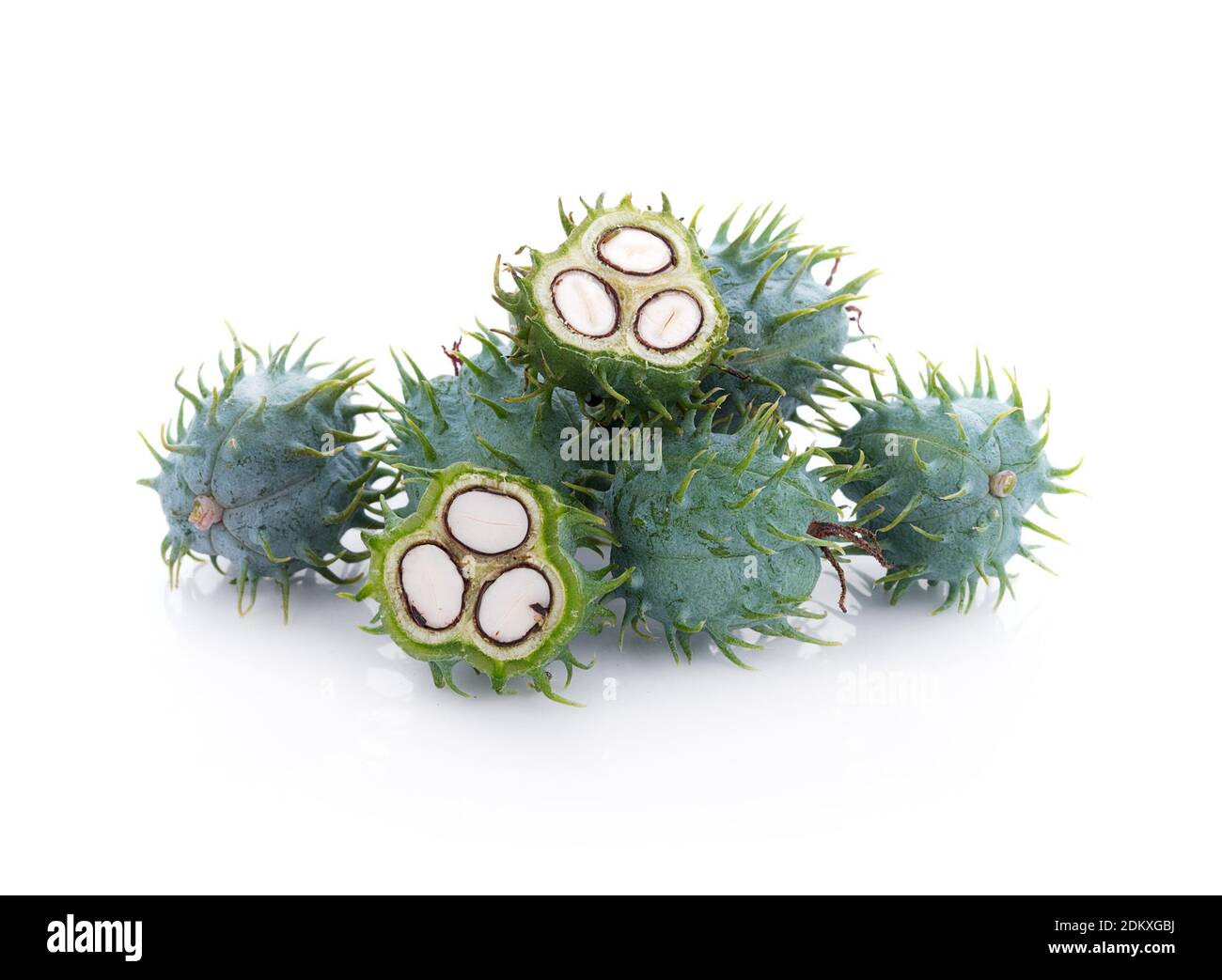 Castor bean hi-res stock photography and images - Alamy