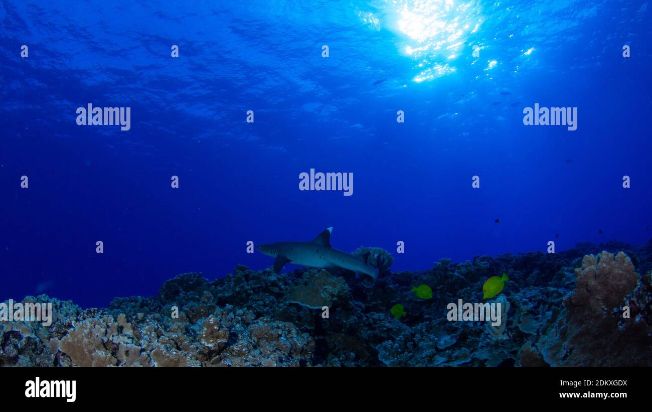 Reef shark against blue background on a dive at Molokini crater off the ...
