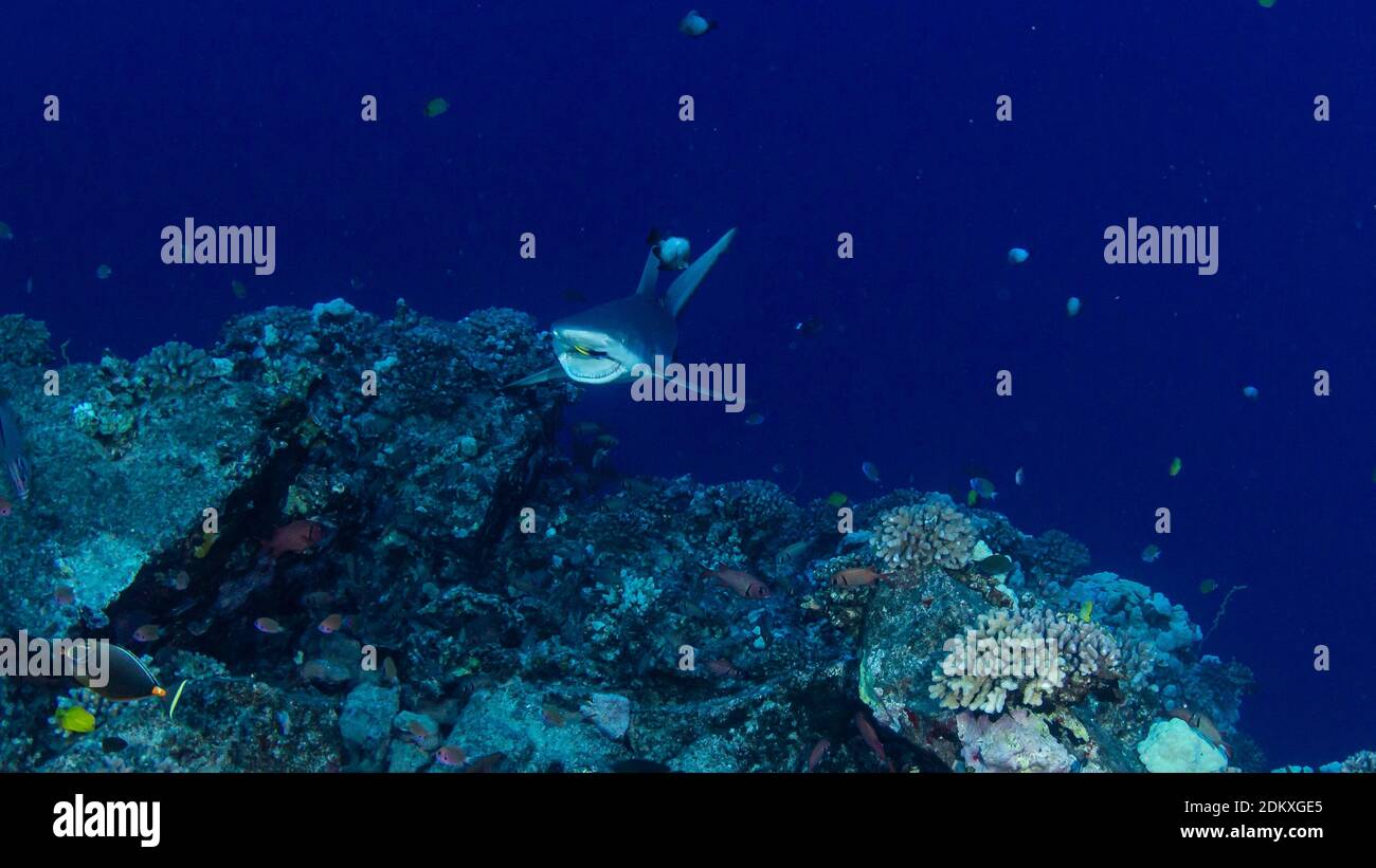 Reef shark against blue background on a dive at Molokini crater off the ...