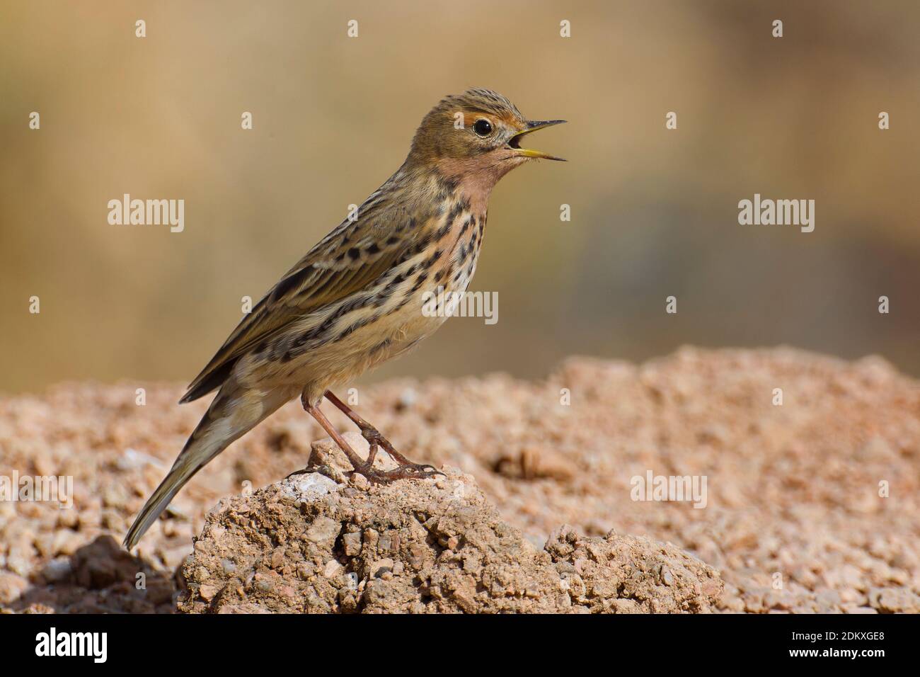 Volwassen roepende Roodkeelpieper; Adult Red-Throated Pipit calling ...