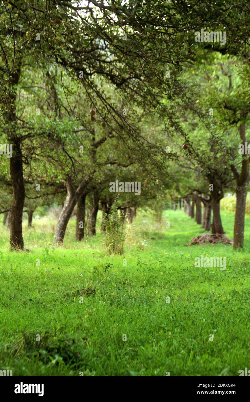 Vrancea County, Romania. Apple orchard with fruits ready for harvesting ...